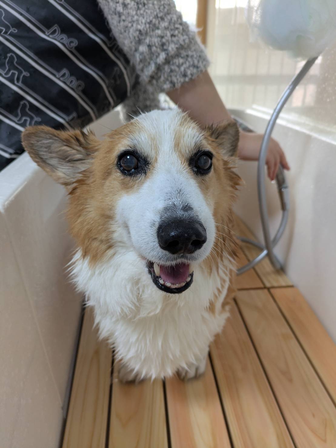 トリミング | Nose Nudge – for Pet's Healthy Life